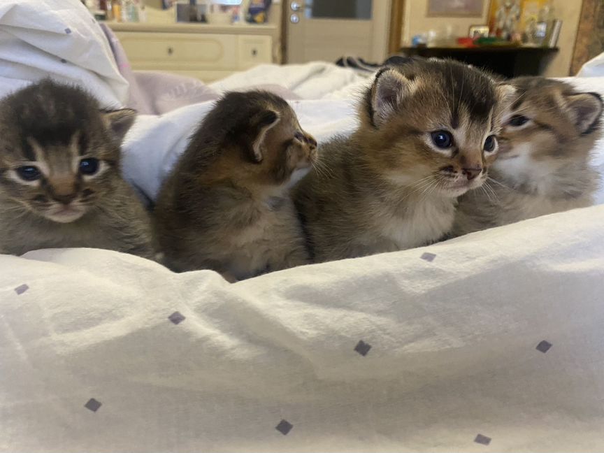 Кошка