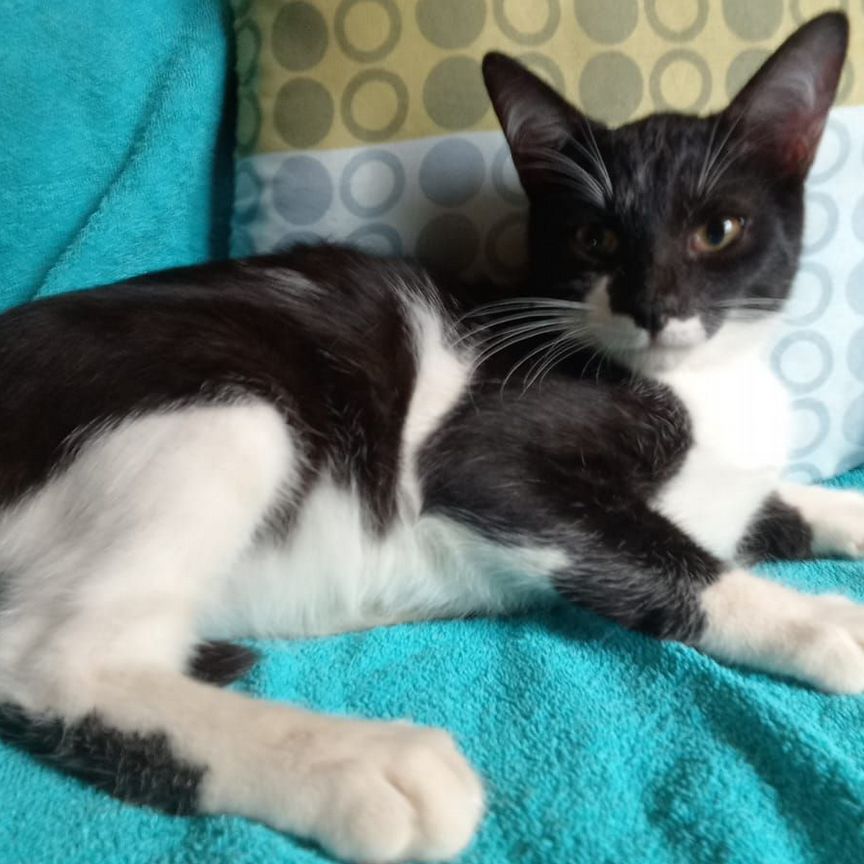 Котенок ласковый мальчик красавчик