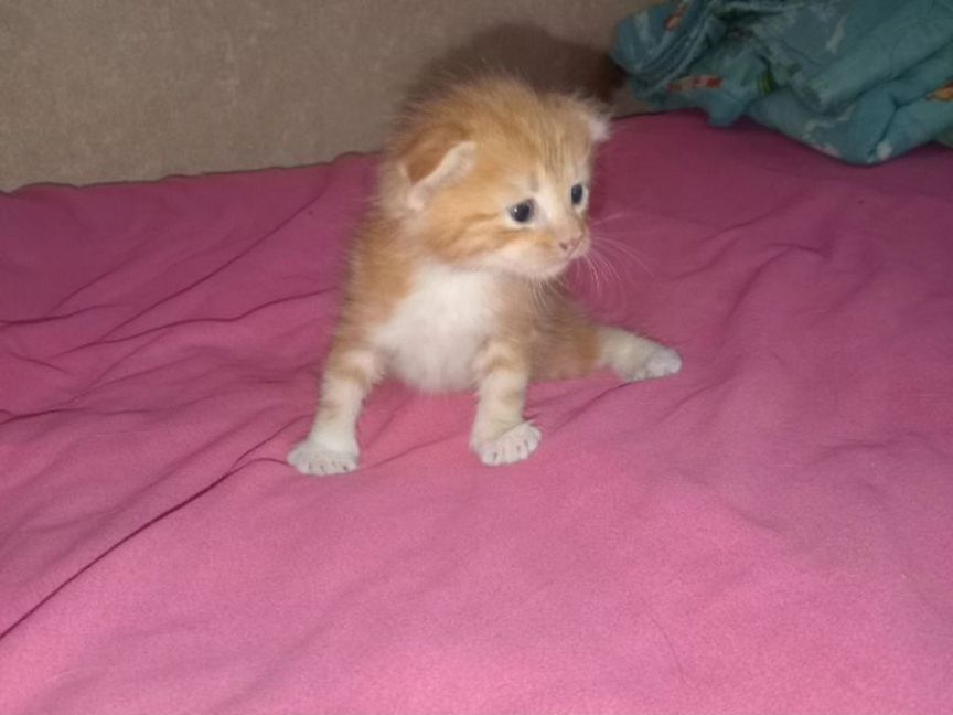 Котята в добрые руки мальчики