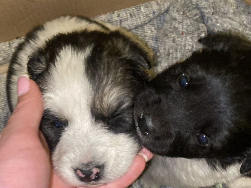 Щенки в добрые руки бесплатно