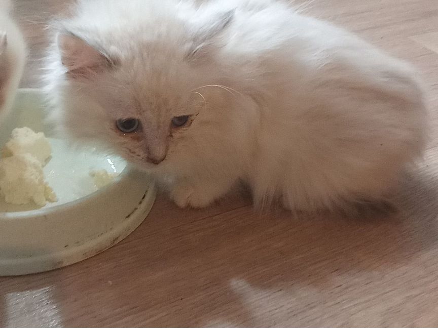 Невская маскарадная помесь