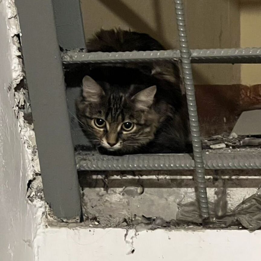 Найден котенок