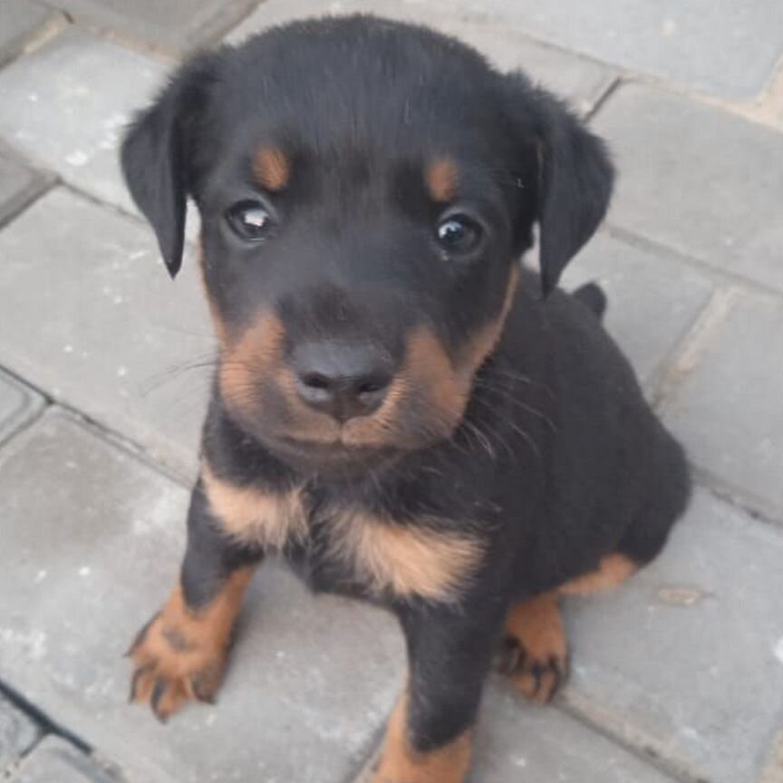 Щенки ягдтерьера