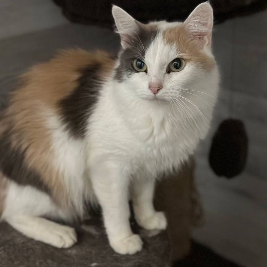 Трехцветная кошечка 5 лет в добрые руки