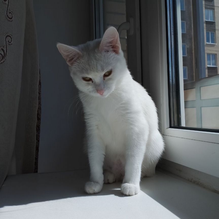 Отдам в добрые руки