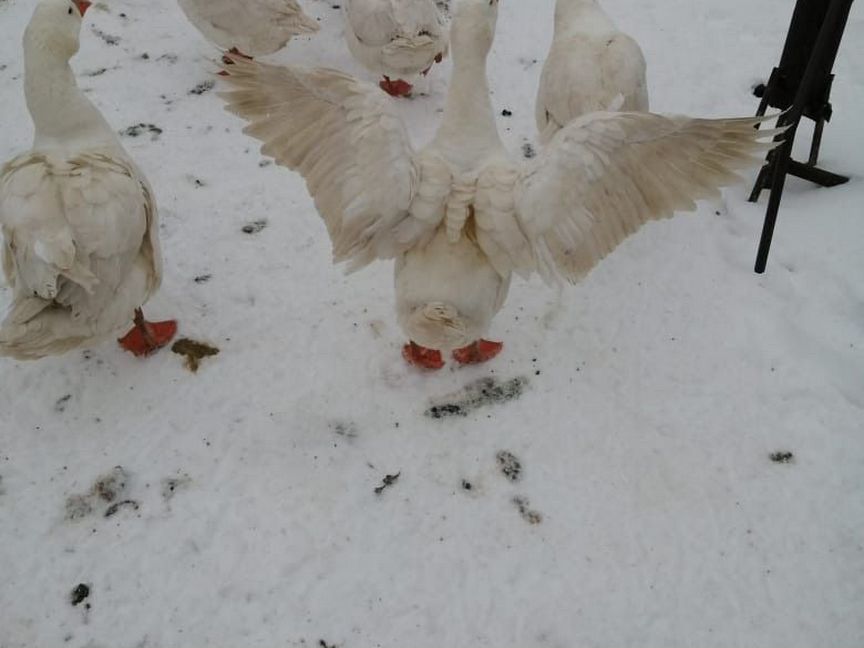 Гусь (гусаки)