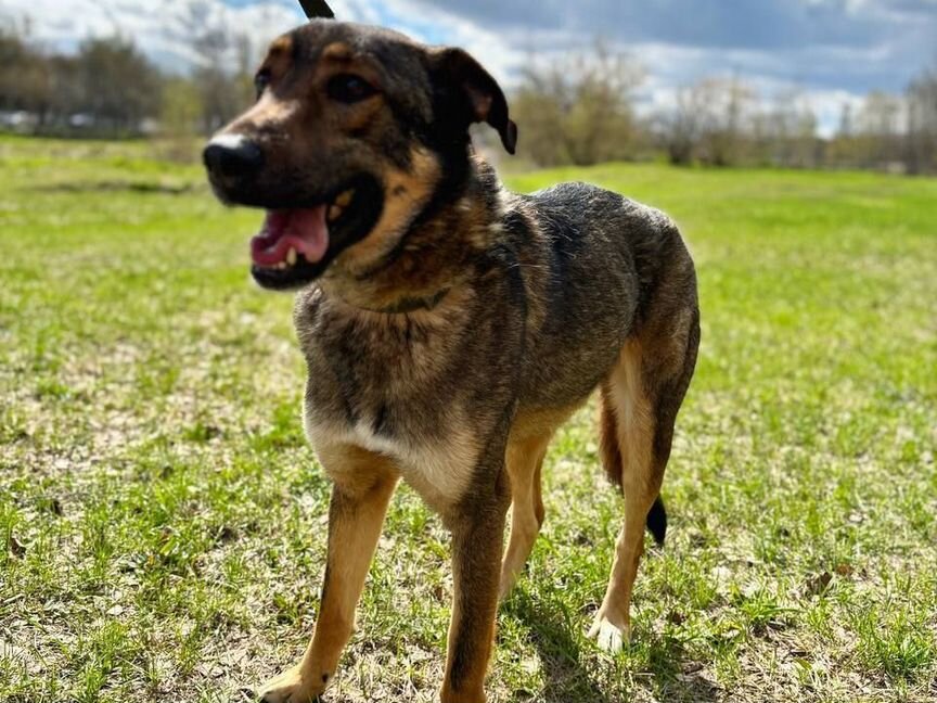 Лео в самые добрые руки