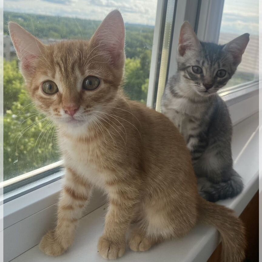Котята домашние