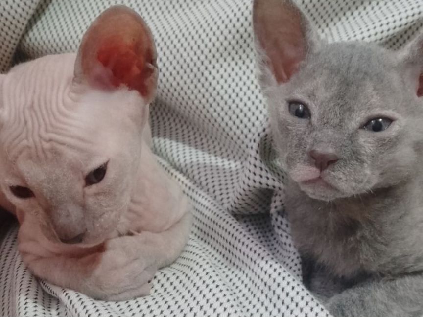 Донской сфинкс