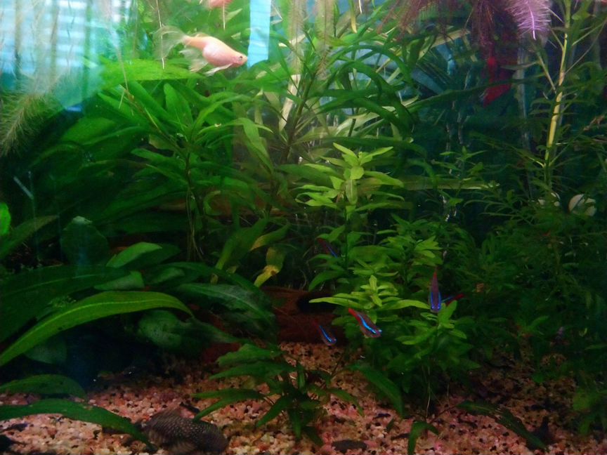 Свежая прополка, мальки