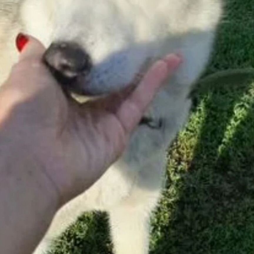 Собаке нужна помощь