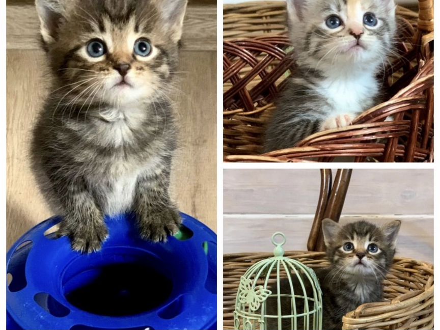 Котята в добрые руки