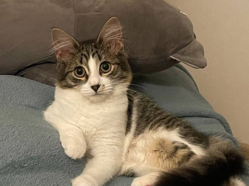 Кошка Бэтти