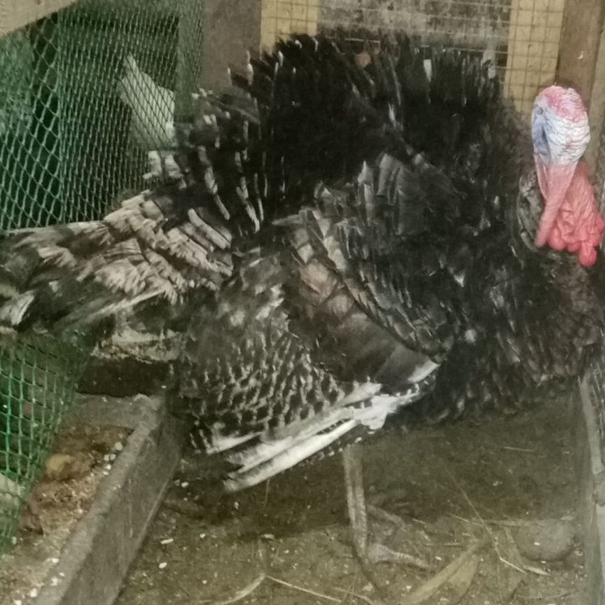 Индюк в обмен на индюшку