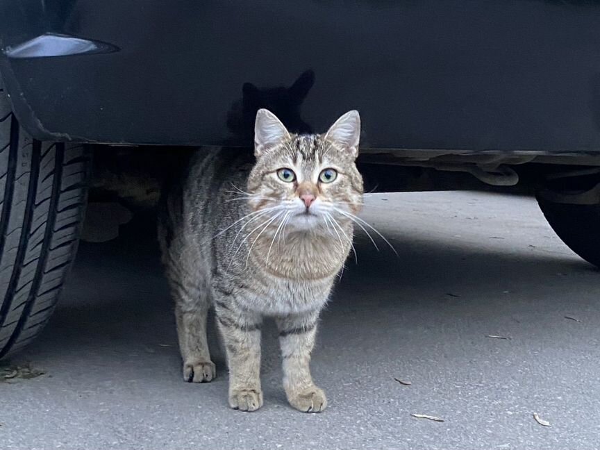 Милый котик ищет дом