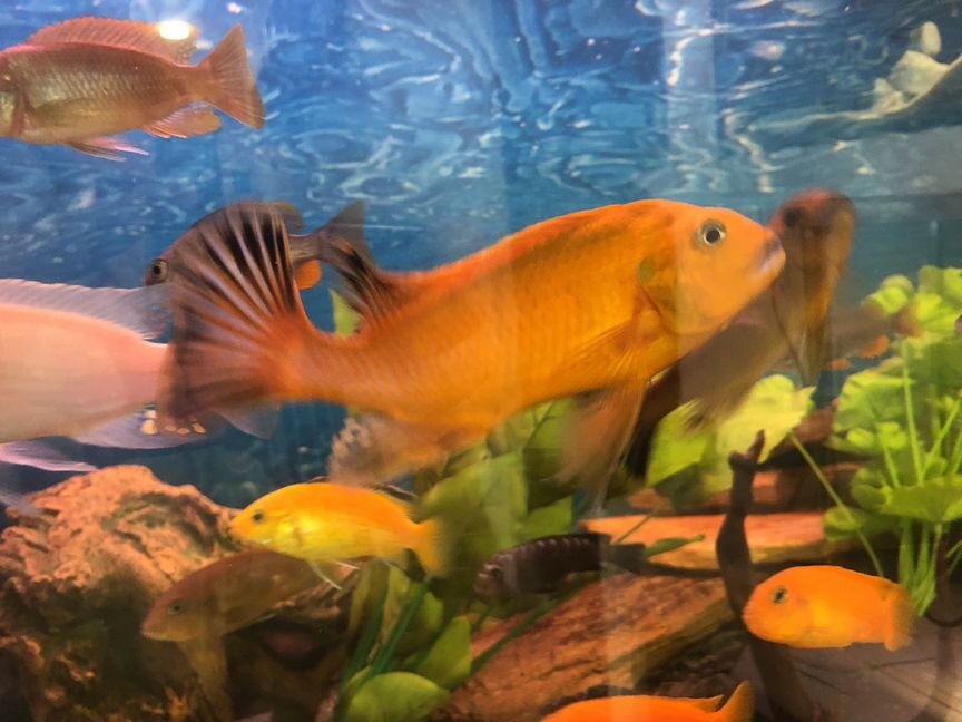 Взрослые цихлиды