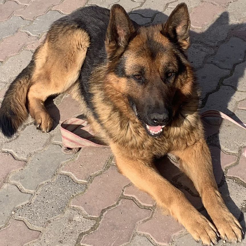 Немецкая овчарка, взрослый пёс