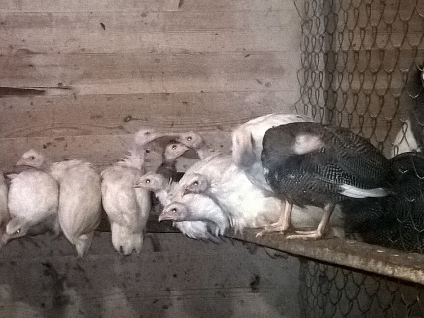 Цесарка цесарки цесарь