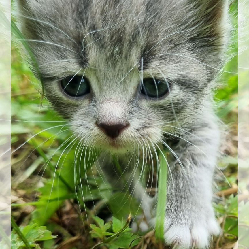 Котёнок в добрые руки