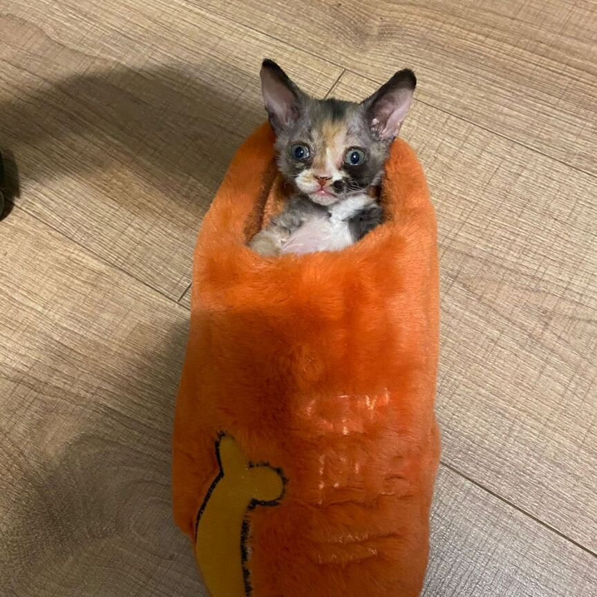 Котята девон-рекс