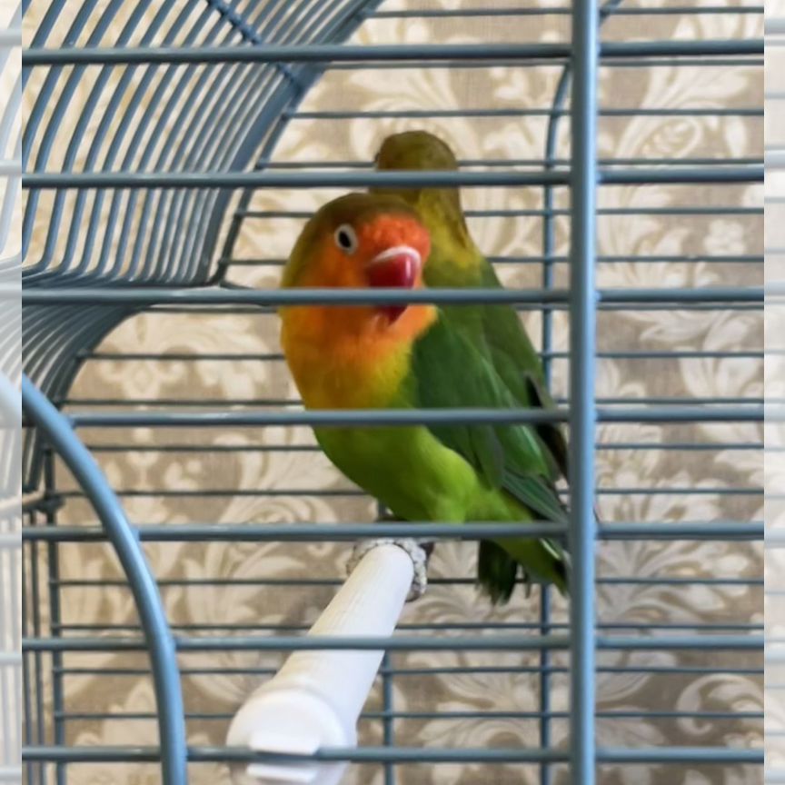 Неразлучники пара с клеткой