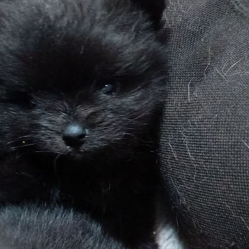 Померанский шпиц