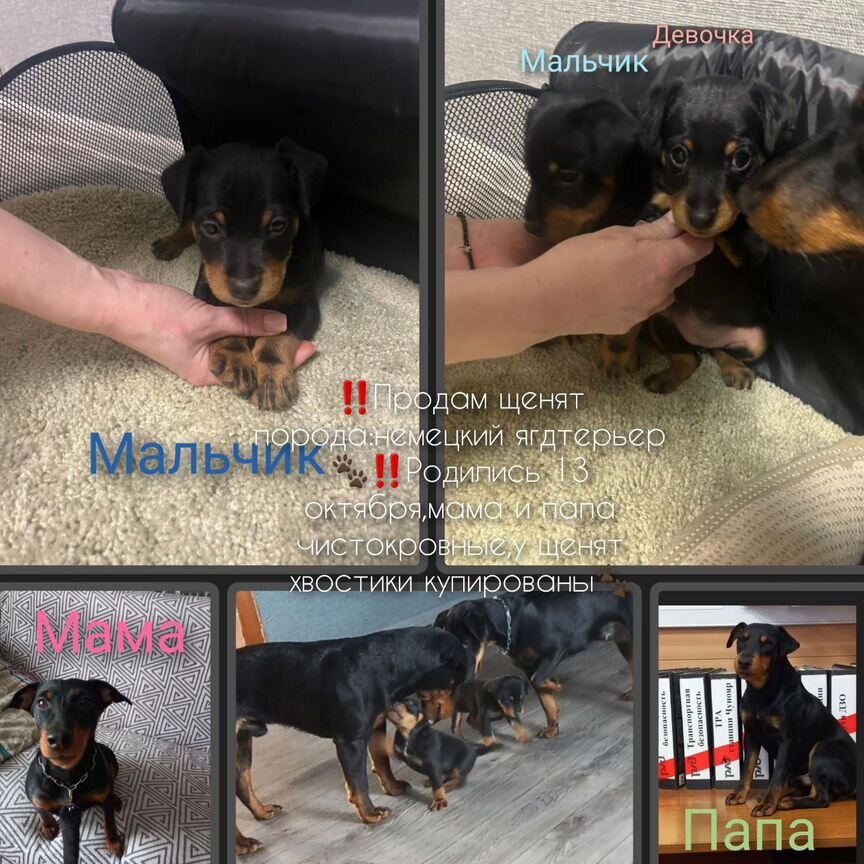Щенки немецкий ягдтерьер