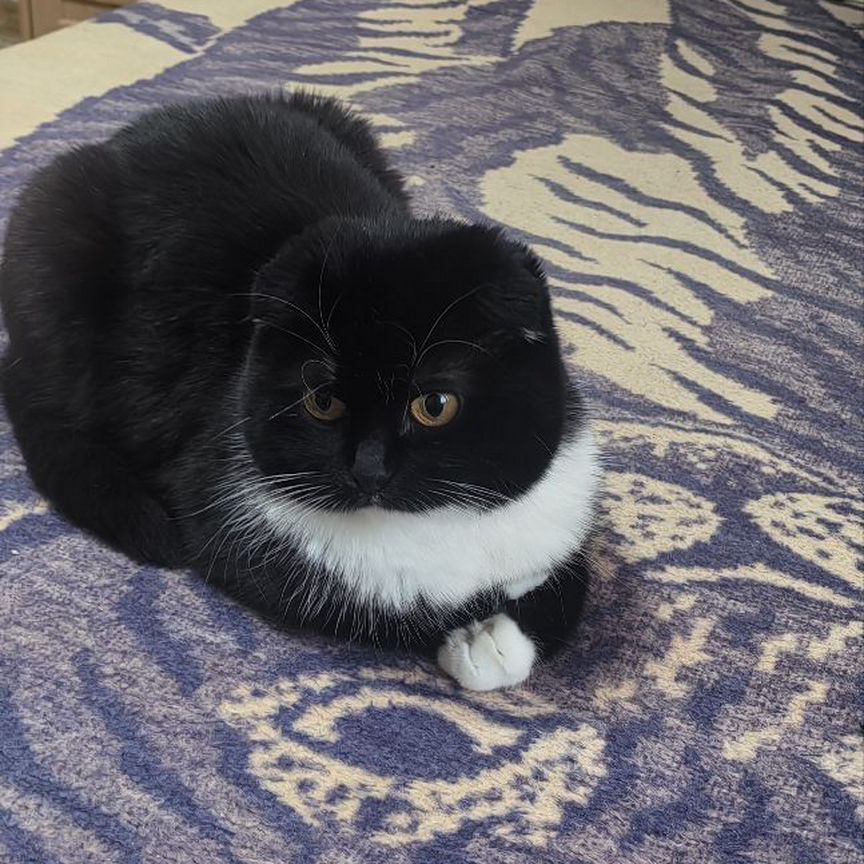 Отдам в добрые руки кошку