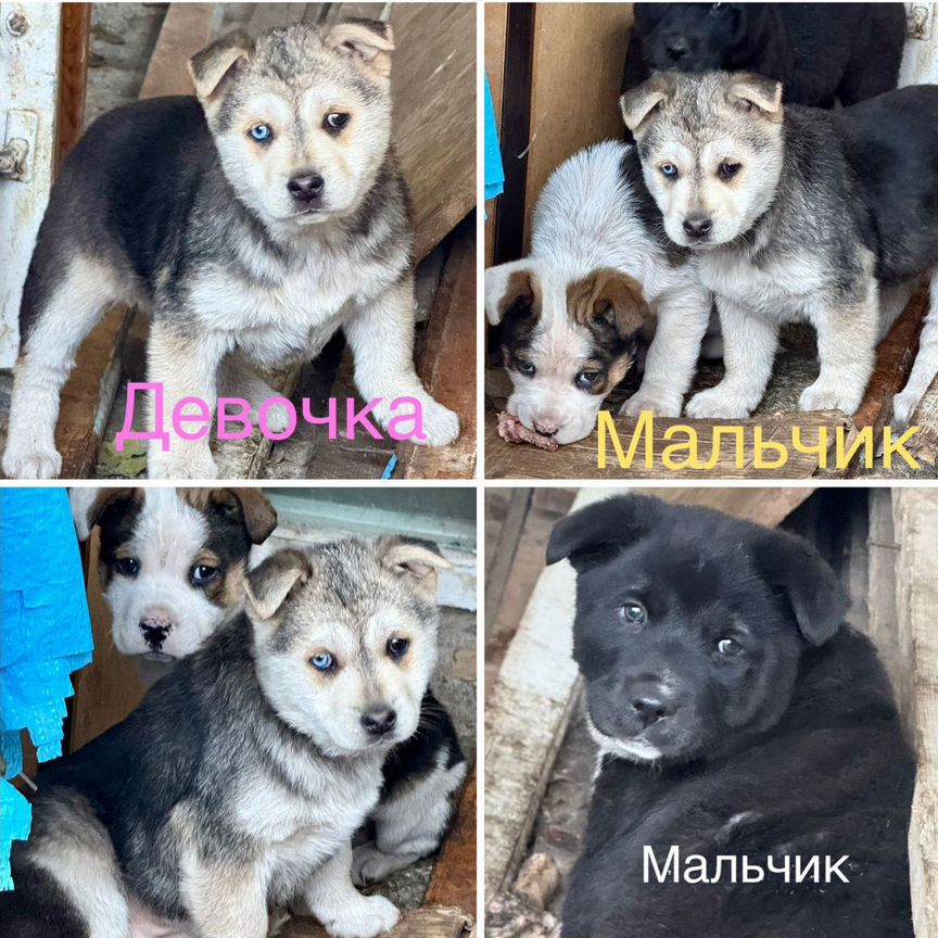 Пристраиваются щенки