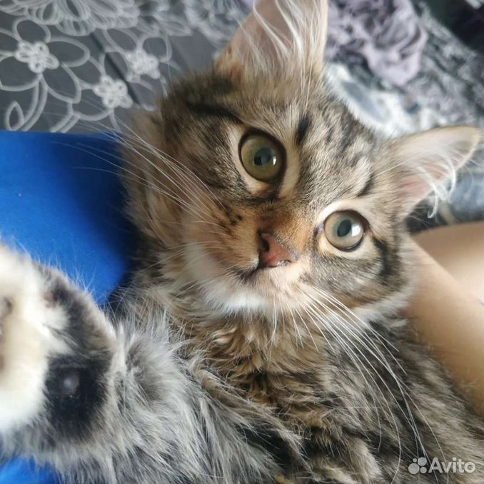 Котёнок, пушистый хвостик, в добрые рукин