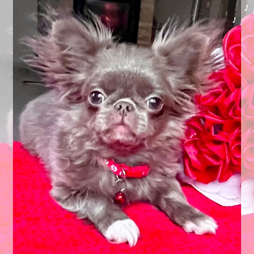 Чихуахуа, щенок