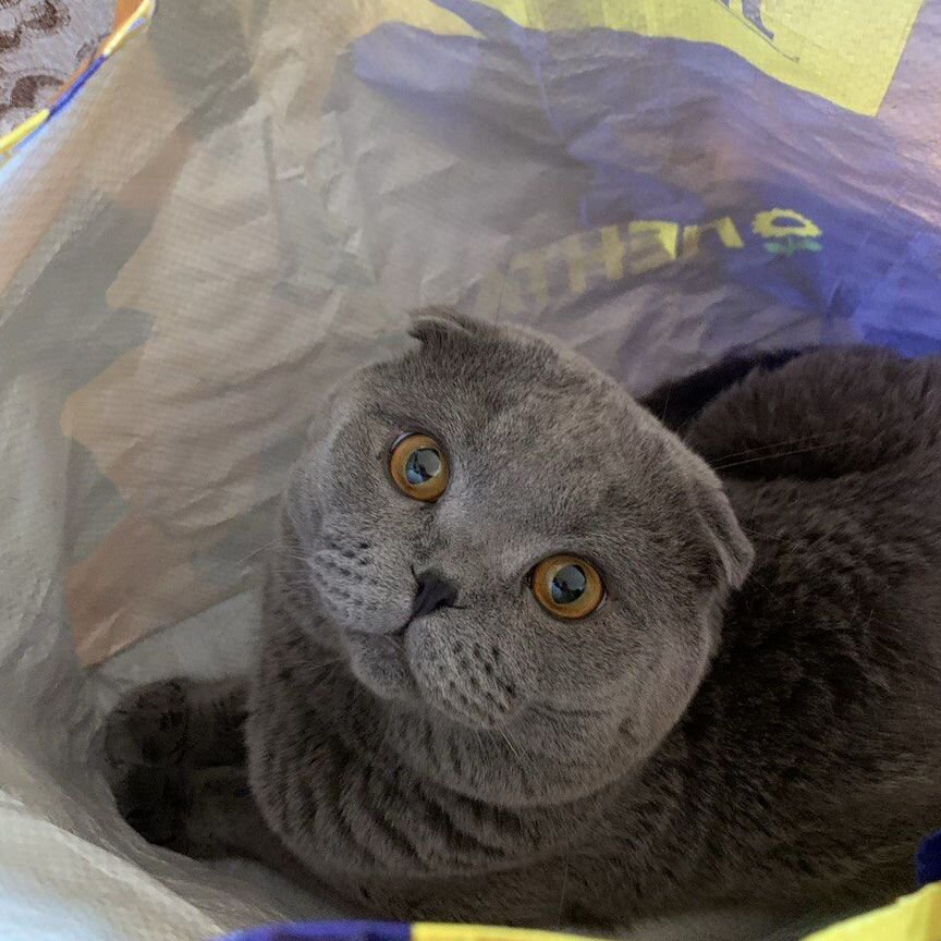 Отдадим котят в добрые руки