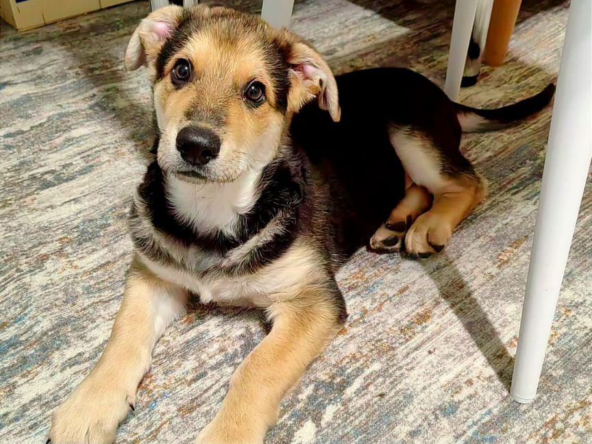 Славный щенок в поисках дома