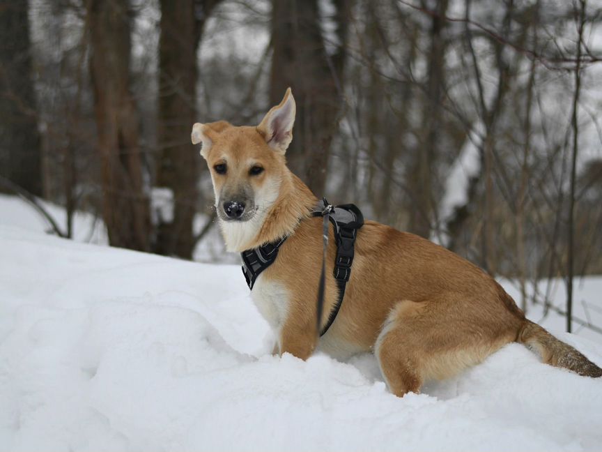 Щенок в добрые руки