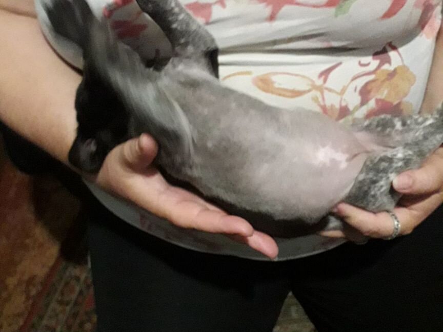 Щенкки курцхара