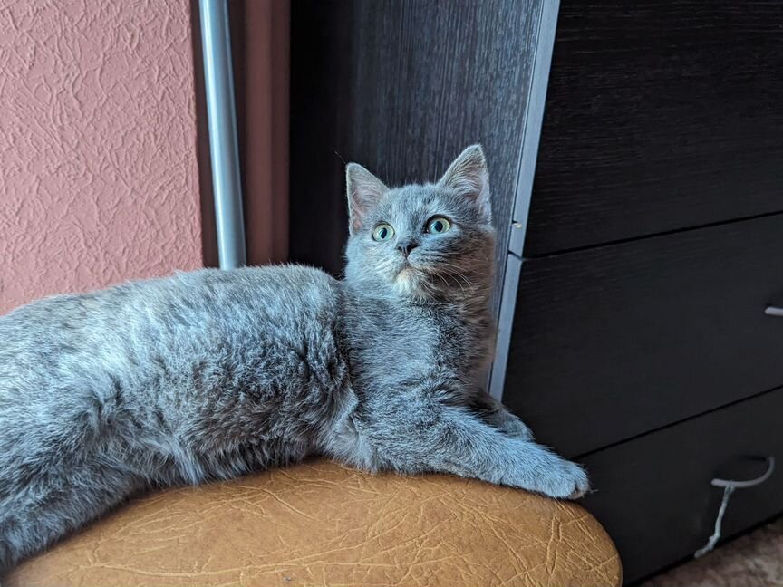 Котенок в хорошие руки