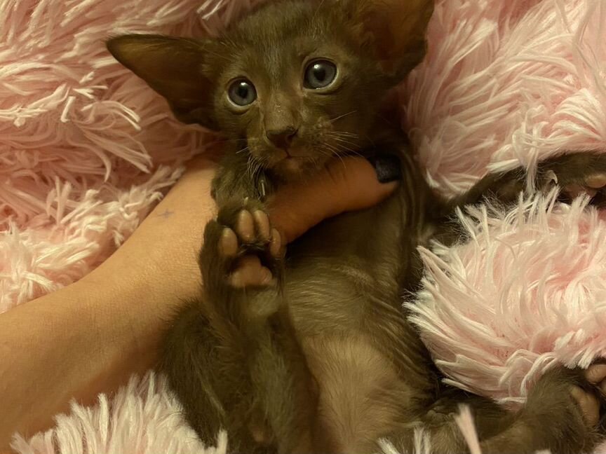 Ориентальные котята