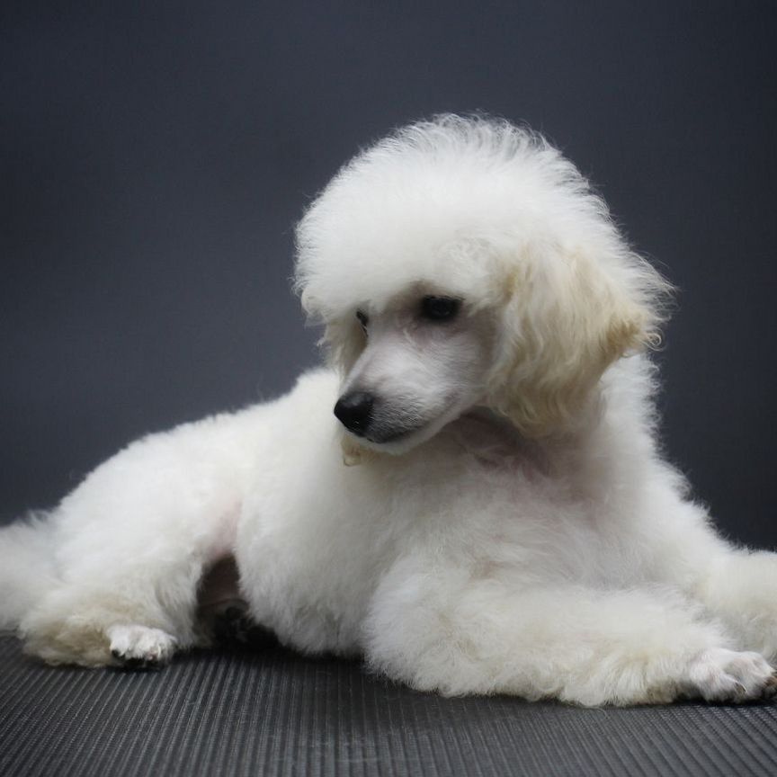 Продается девочка той пуделя