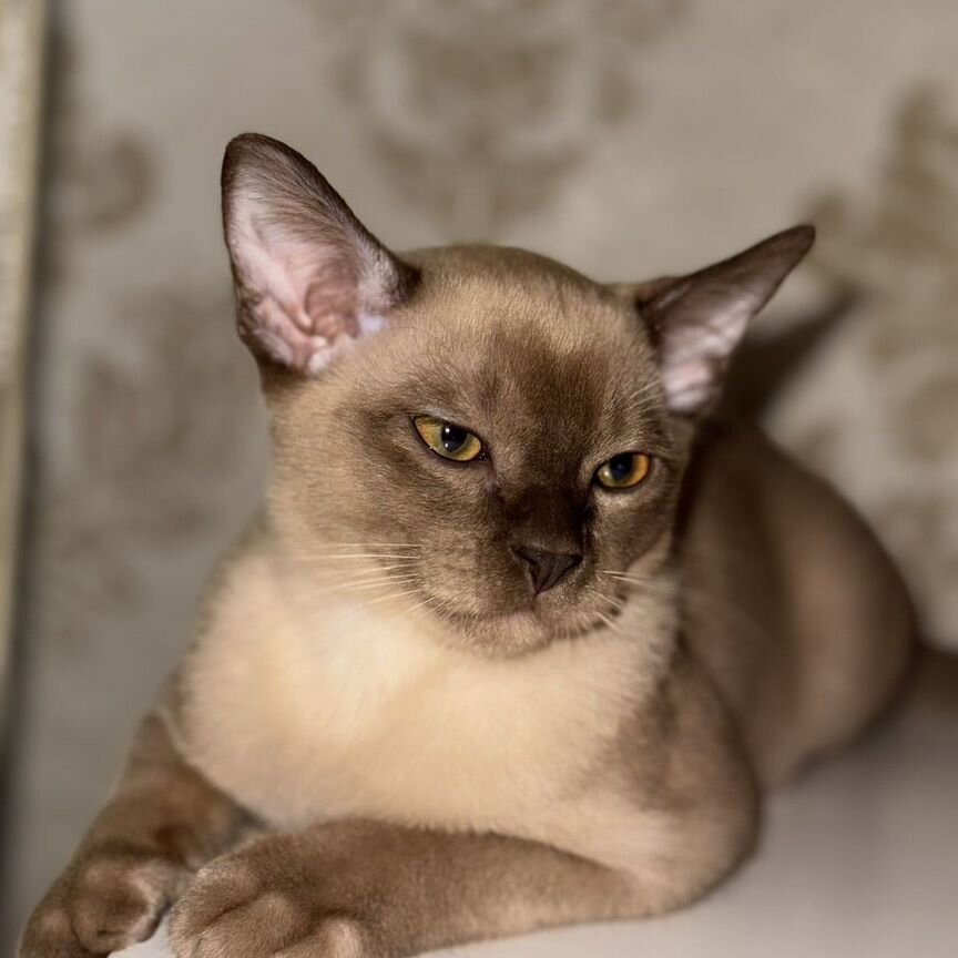Бурманские котята