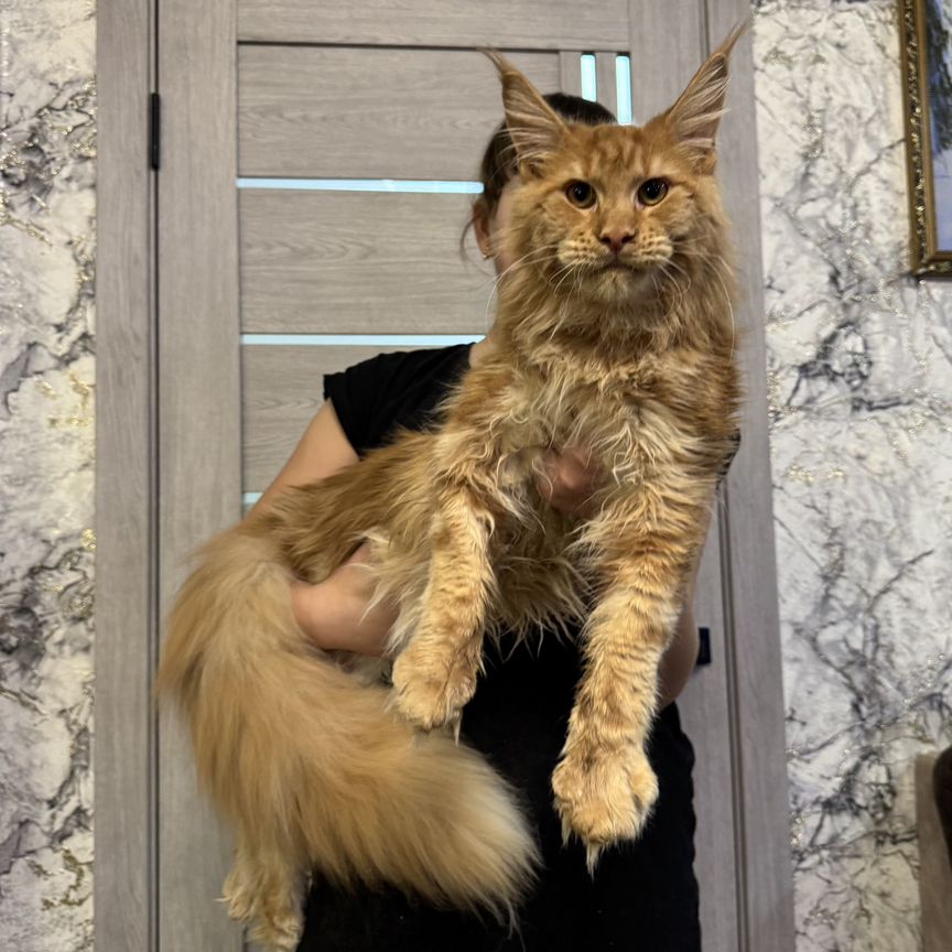 Мейн-кун котёнок