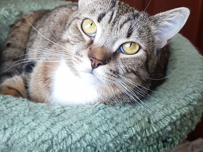 Шотландский кот Матроскин 1год привит кастрирован