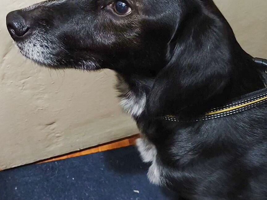 Пёс по кличке Дружок