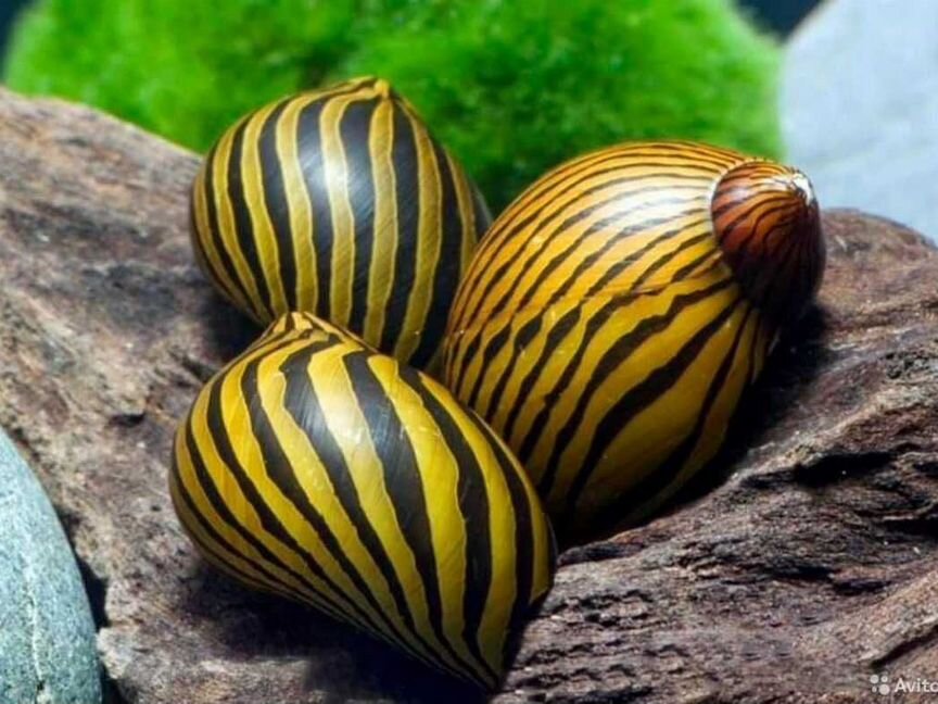 Улитка Неретина зебра. Аквариумная улитка