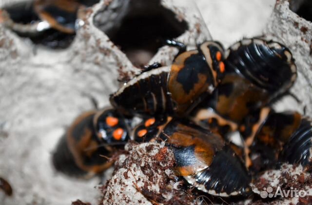 Тараканы автомобильчик