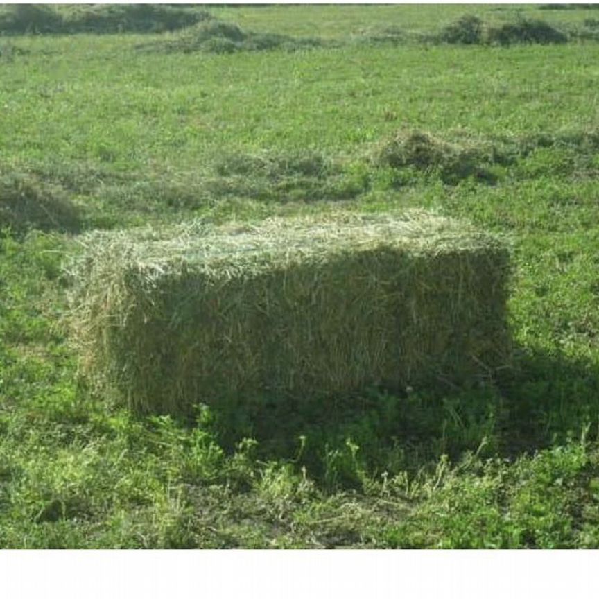 Сено люцерны в тюках