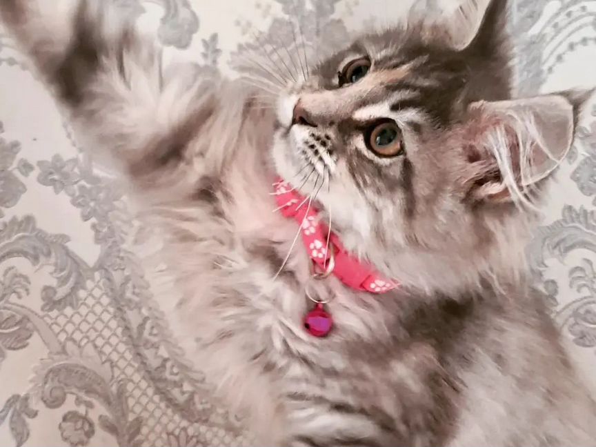 Мейн-кун полидакт