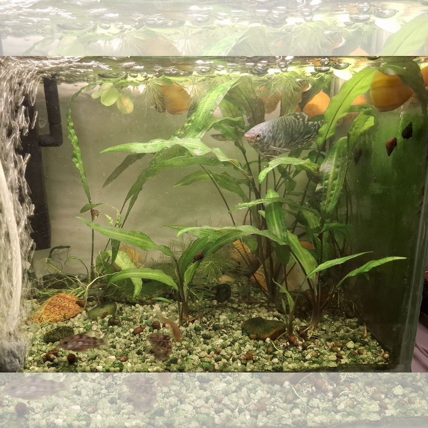 Водоросли для аквариума