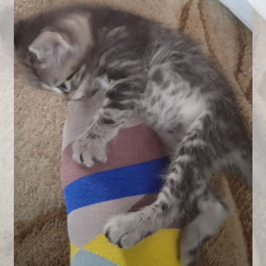 Котёнок в добрые руки