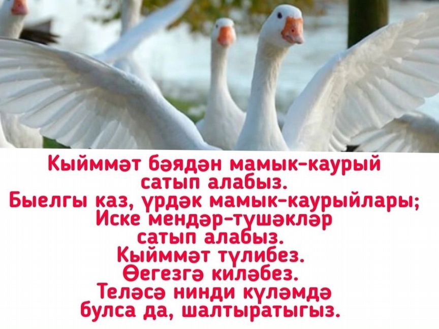 Пух гусей и утей соберу