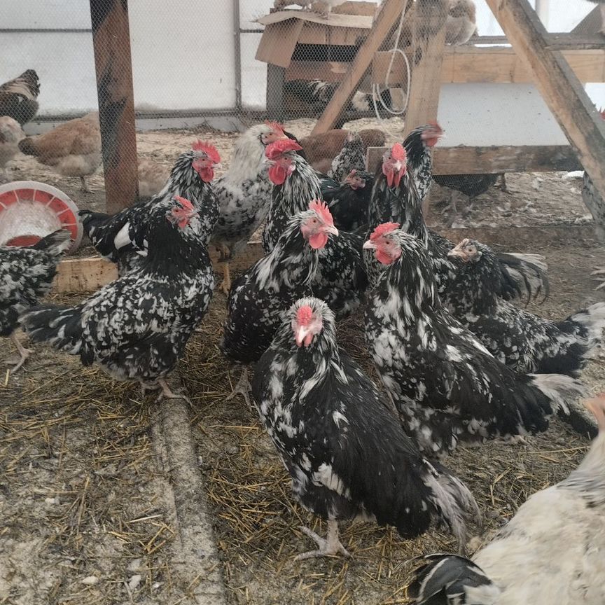 Продажа петуха птицы